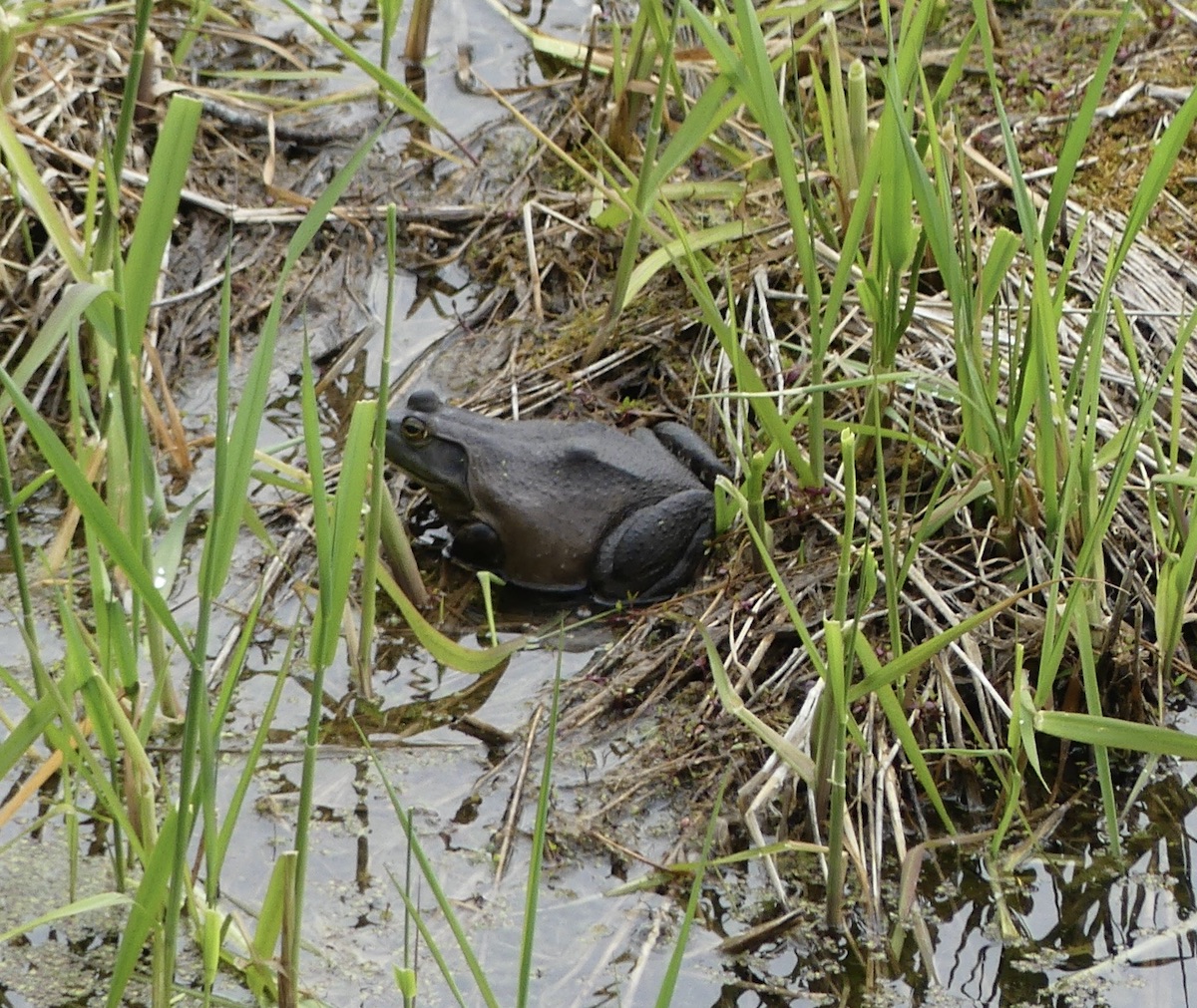 American Bullfrogs - Creston Valley